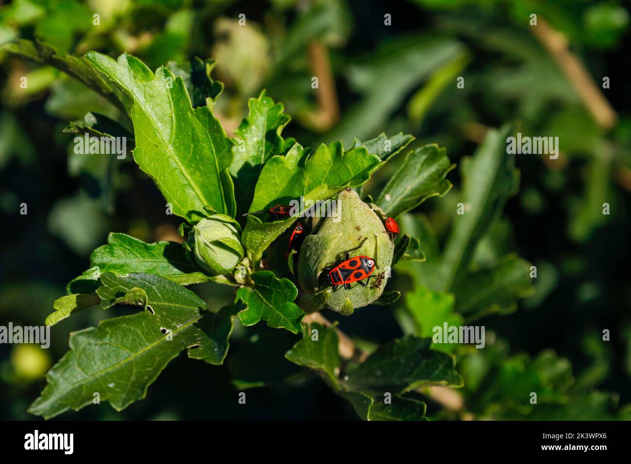 Pyrrhocoris apterus walking on a branch on a sunny day. Black and red ...