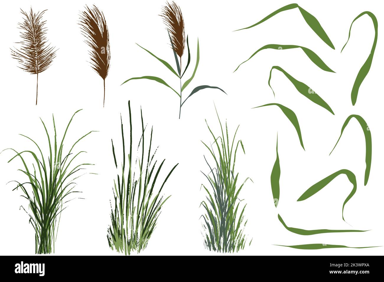 Isolated vector drawing.Image of a green reed or bulrush on a white ...