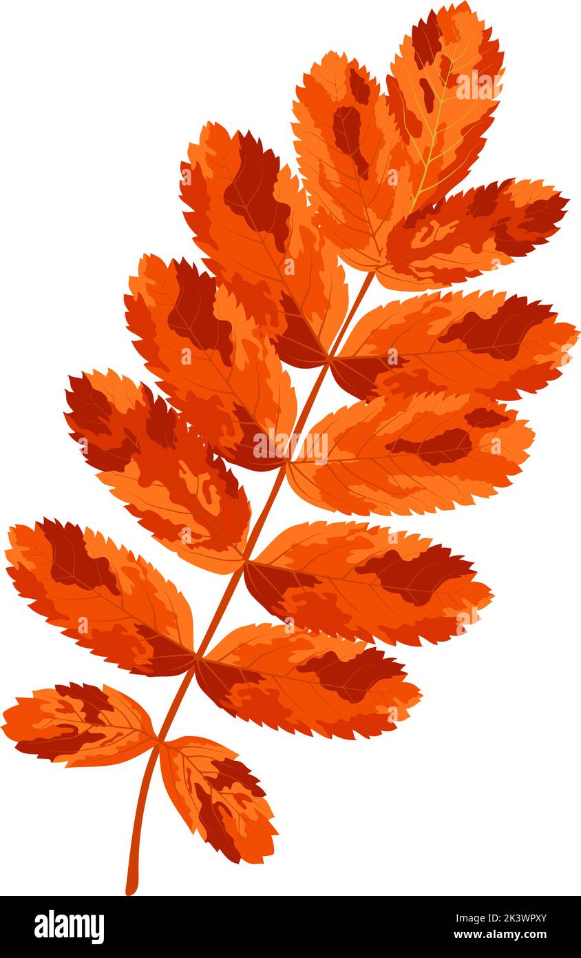 Autumn Rowan leaf. Leaf fall. Vector illustration Stock Vector Image ...
