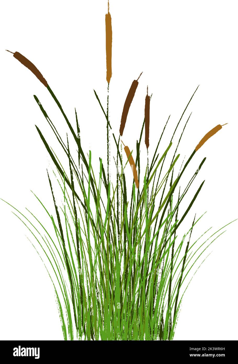 Bull rushes Cut Out Stock Images & Pictures - Alamy
