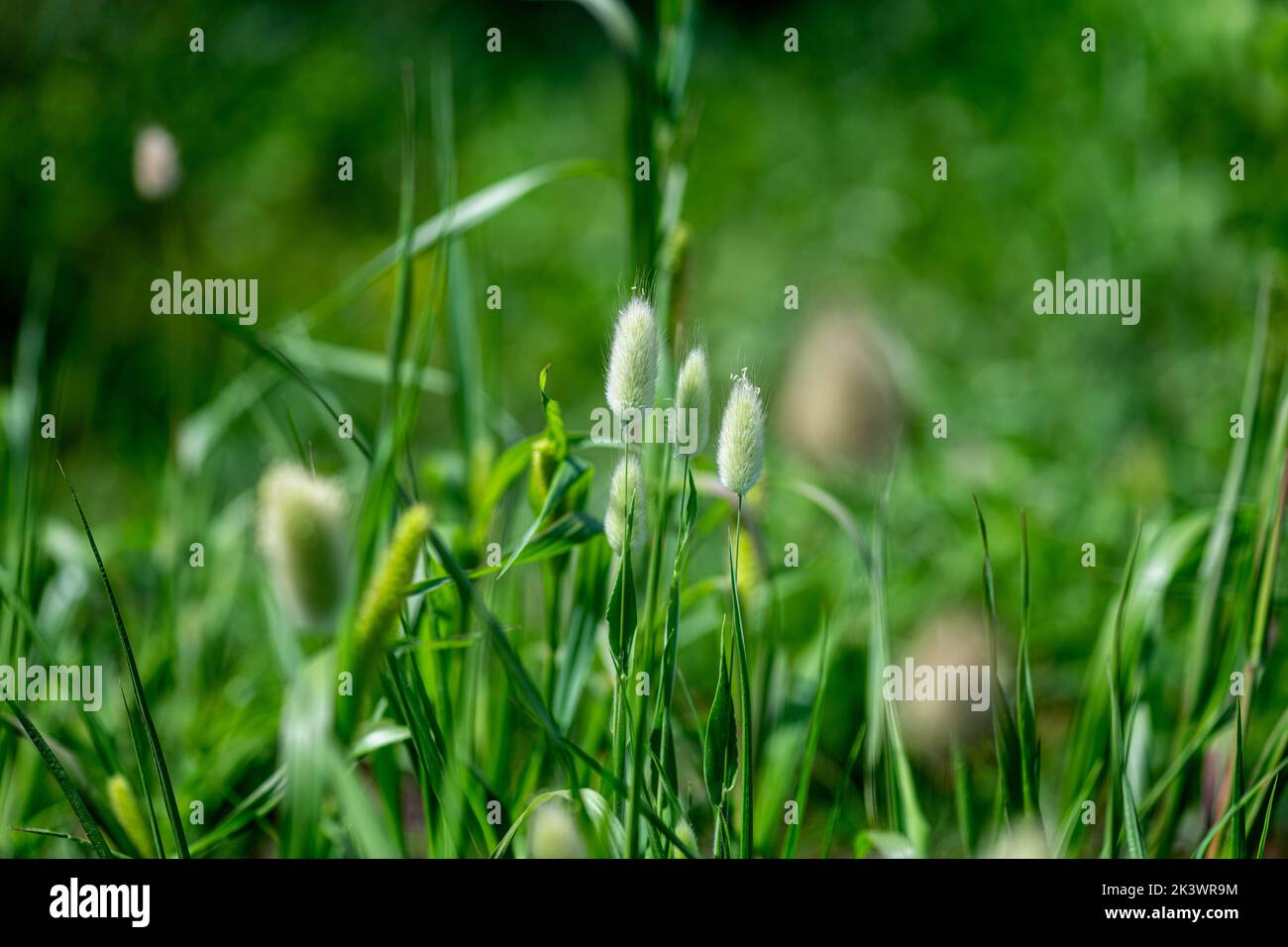 Bunny tails grass in nature background. Lagurus ovatus with green grass ...