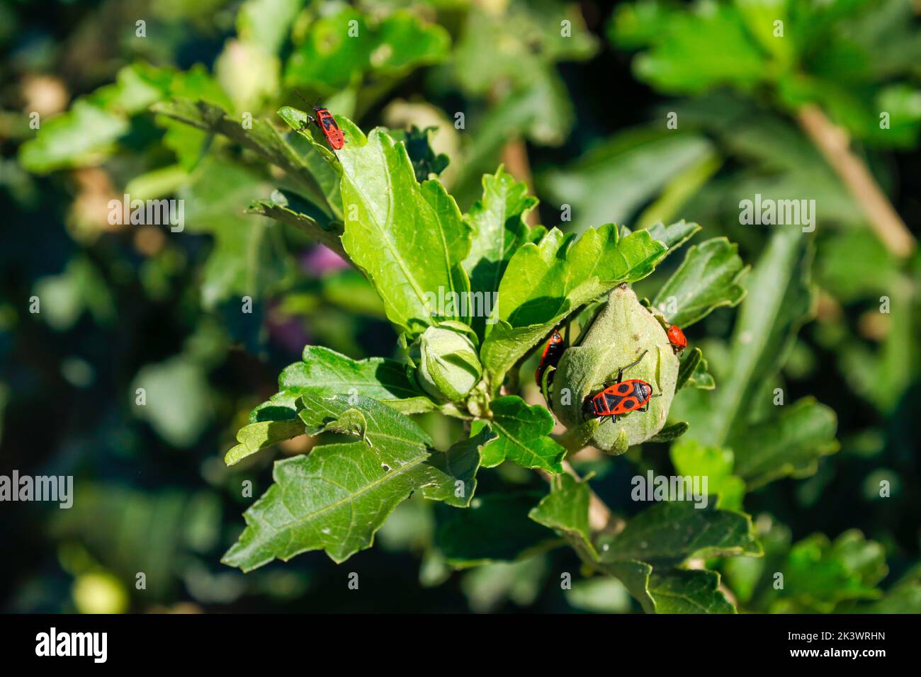 Pyrrhocoris apterus walking on a branch on a sunny day. Black and red ...