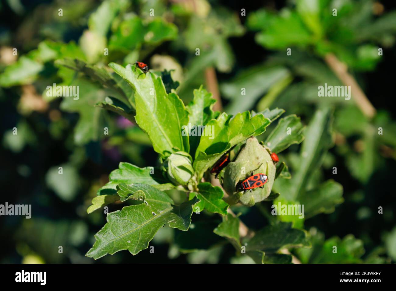 Pyrrhocoris apterus walking on a branch on a sunny day. Black and red ...