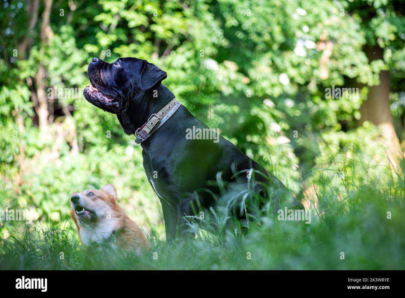 Italian Cane Corso and Corgi Pembroke Dogs on green grass outdoors. Dog ...