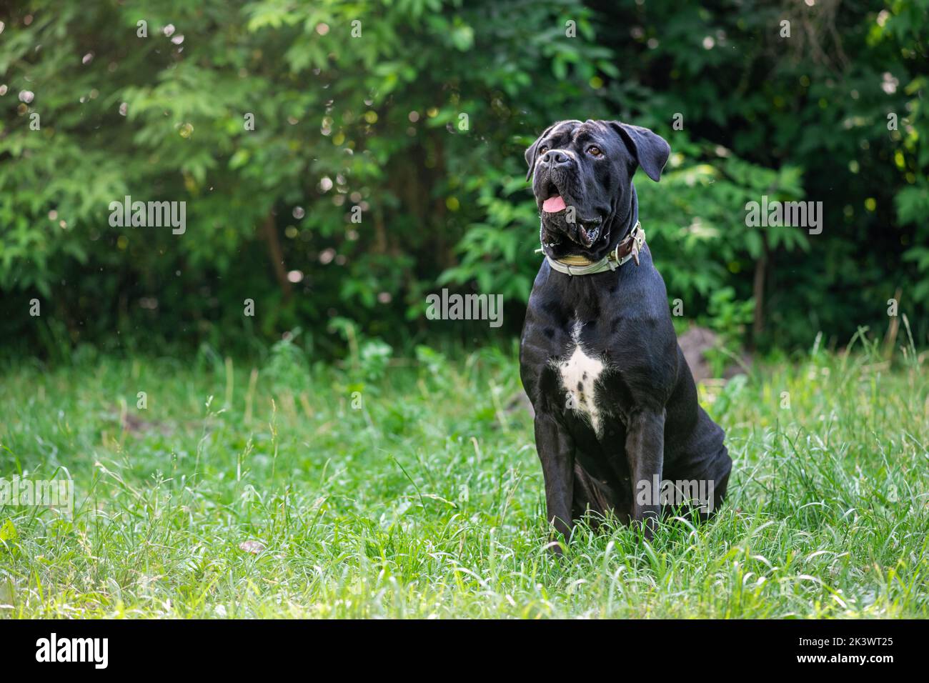 Cane Corso Dog Victoria at James Alston blog Cane Corso Dog Victoria at James Alston blog