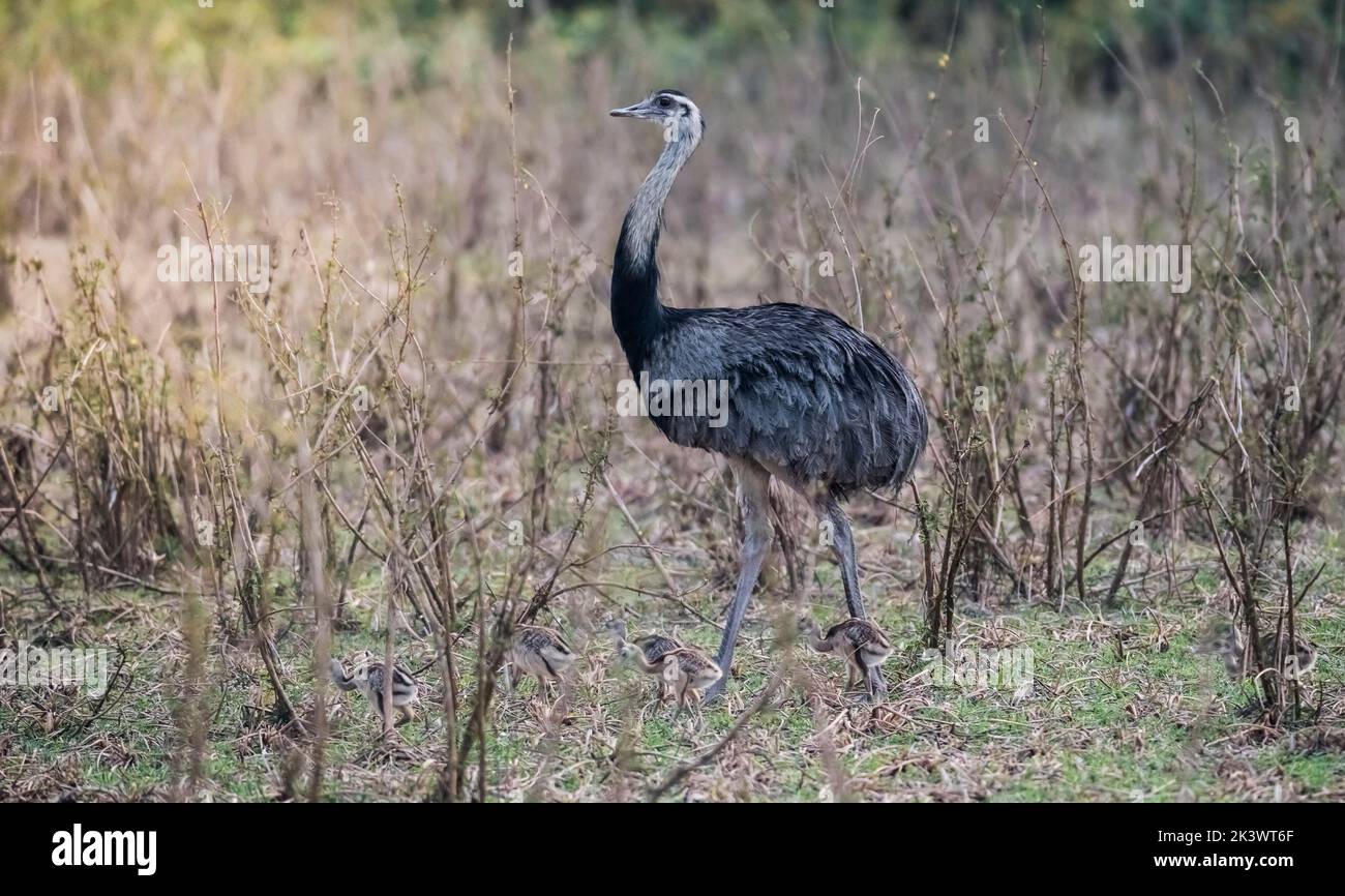 Greater Rhea with chicks, Rhea americana, Pantanal,Brazil Stock Photo ...