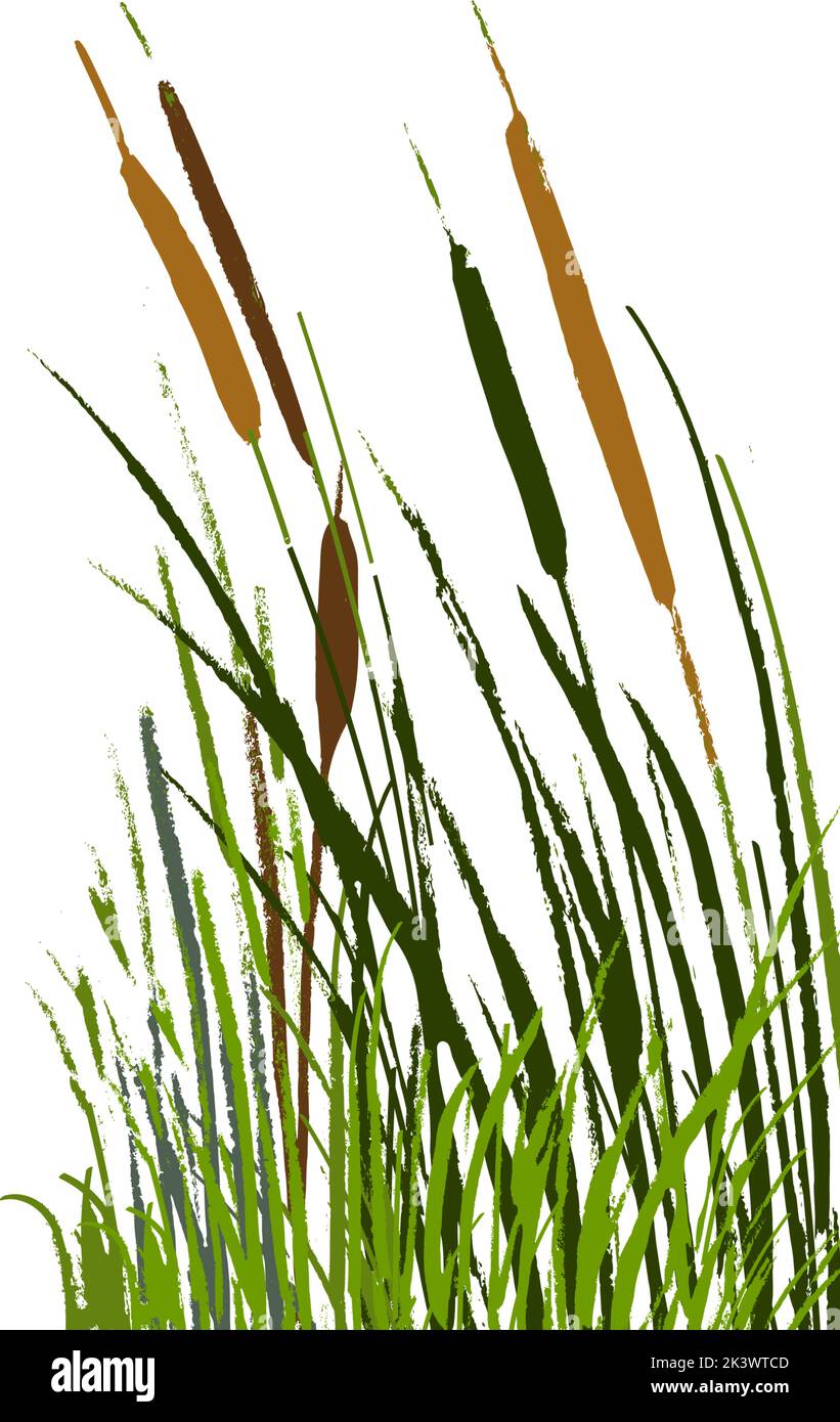 Isolated vector drawing.Image of a green reed or bulrush on a white ...