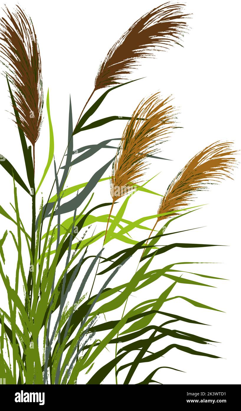 Isolated vector drawing.Image of a green reed or bulrush on a white ...