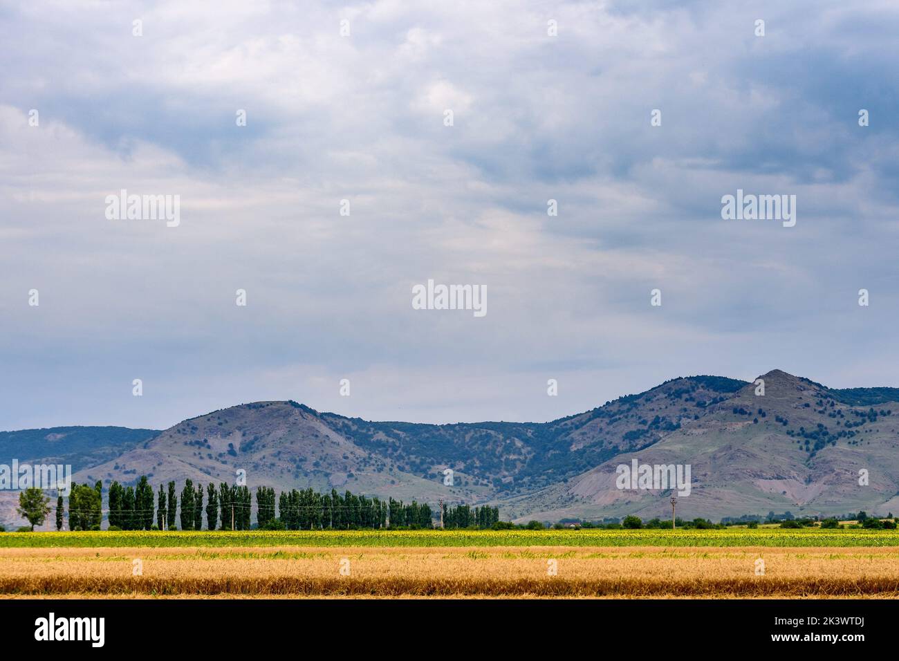 An alley and blossom sunflower field in Romania Stock Photo - Alamy