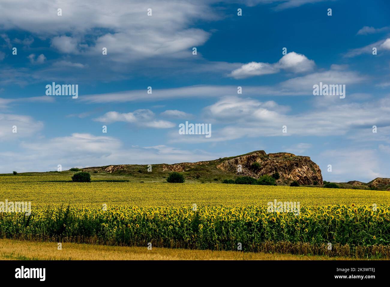 A blossom sunflower field in Romania Stock Photo - Alamy