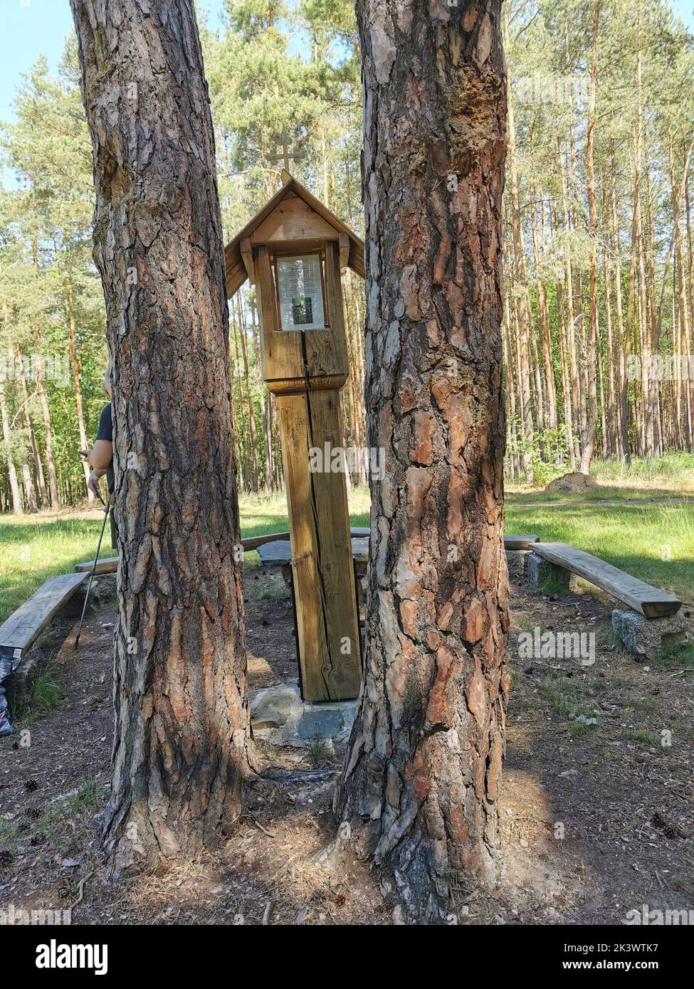 A vertical hot of the two trees Stock Photo - Alamy