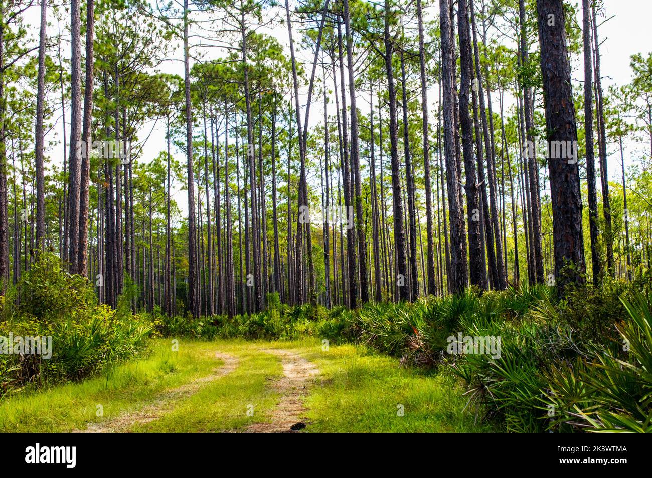 Pine flatwoods florida hi-res stock photography and images - Alamy