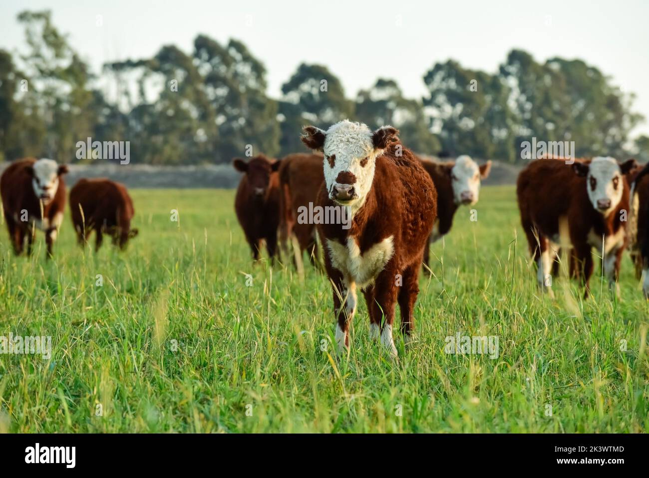 Cows raised with natural pastures, meat production in the Argentine ...