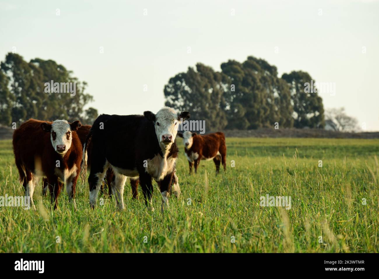 Cows raised with natural pastures, meat production in the Argentine ...