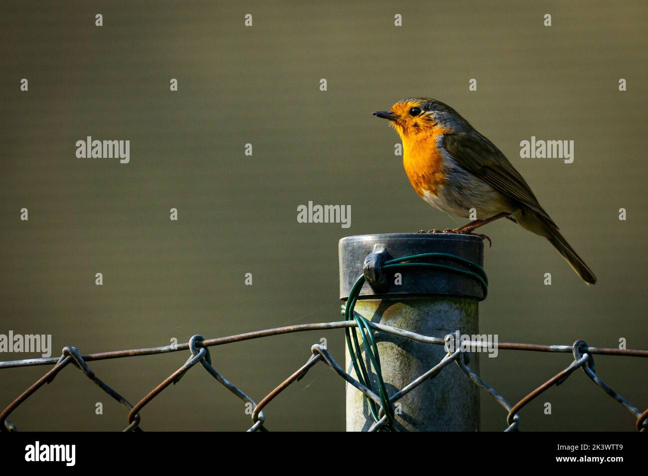 A closeup shot of a robin bird perched on a grid fence Stock Photo - Alamy