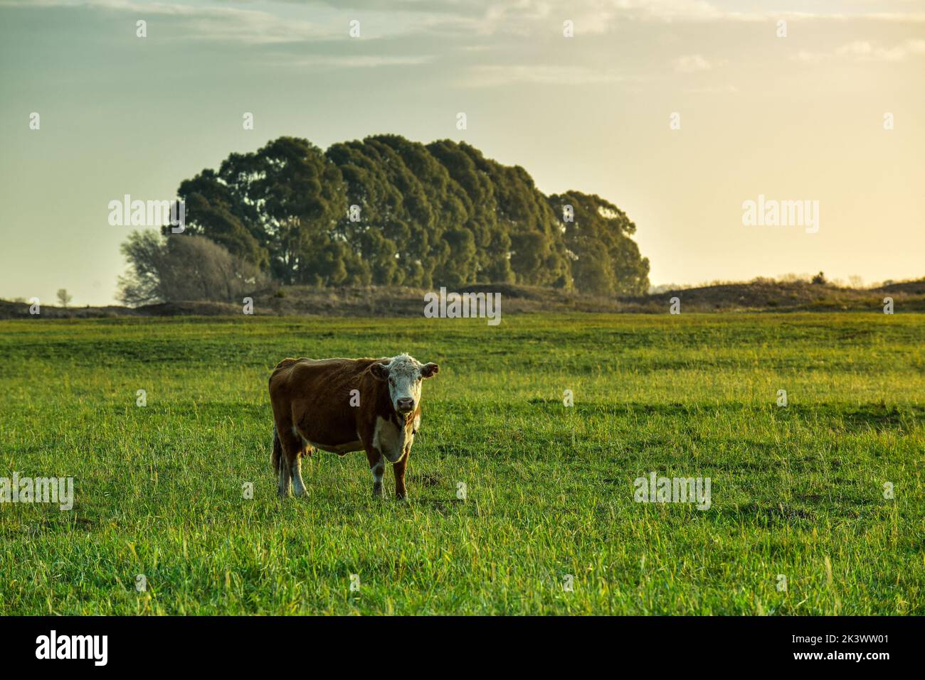 Cows raised with natural pastures, meat production in the Argentine ...