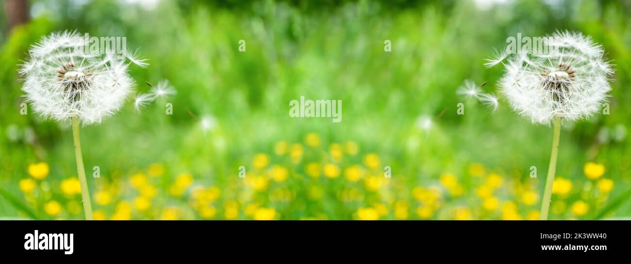 Green field with dandelions and yellow flowers. Landscape summer spring ...