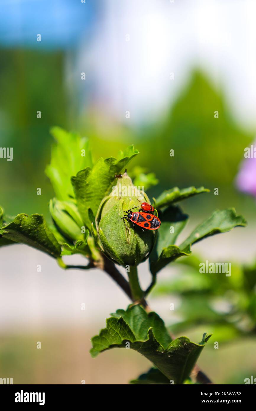 Pyrrhocoris apterus walking on a branch on a sunny day. Black and red ...