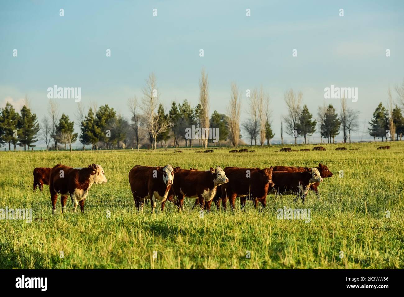 Cows raised with natural pastures, meat production in the Argentine ...