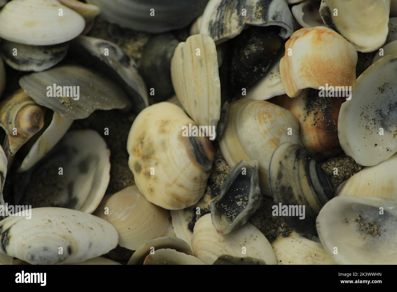 A closeup of mollusc shells for cool background Stock Photo - Alamy