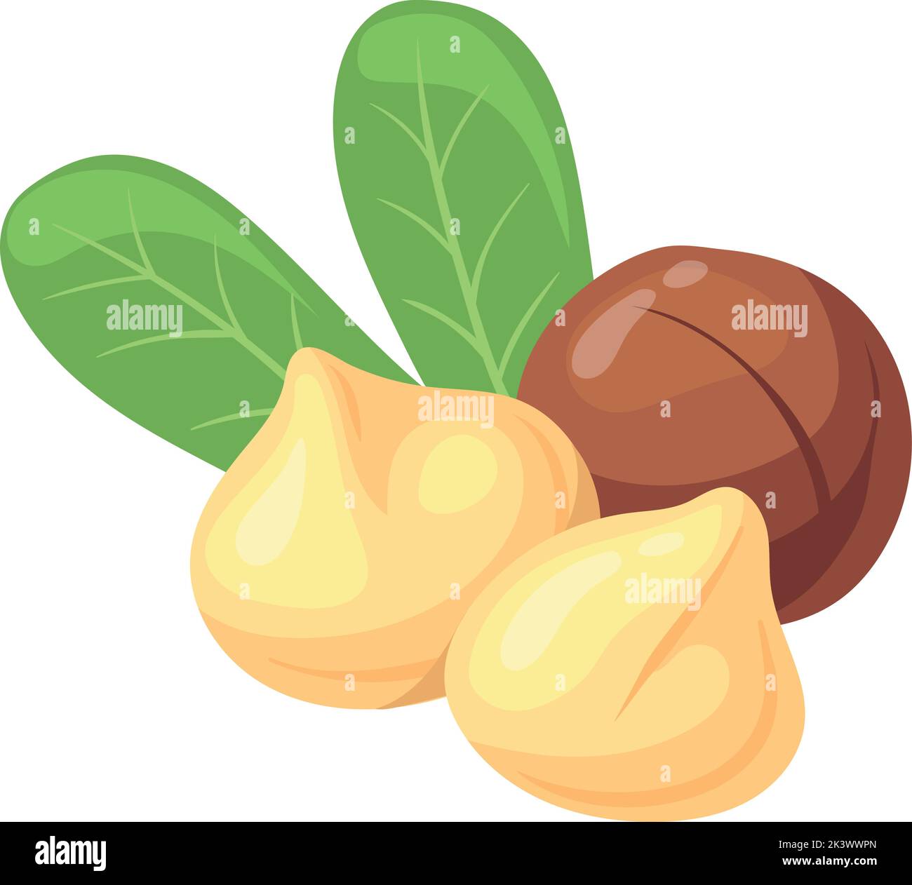 Macadamia nut cartoon icon. Healthy protein food isolated on white ...