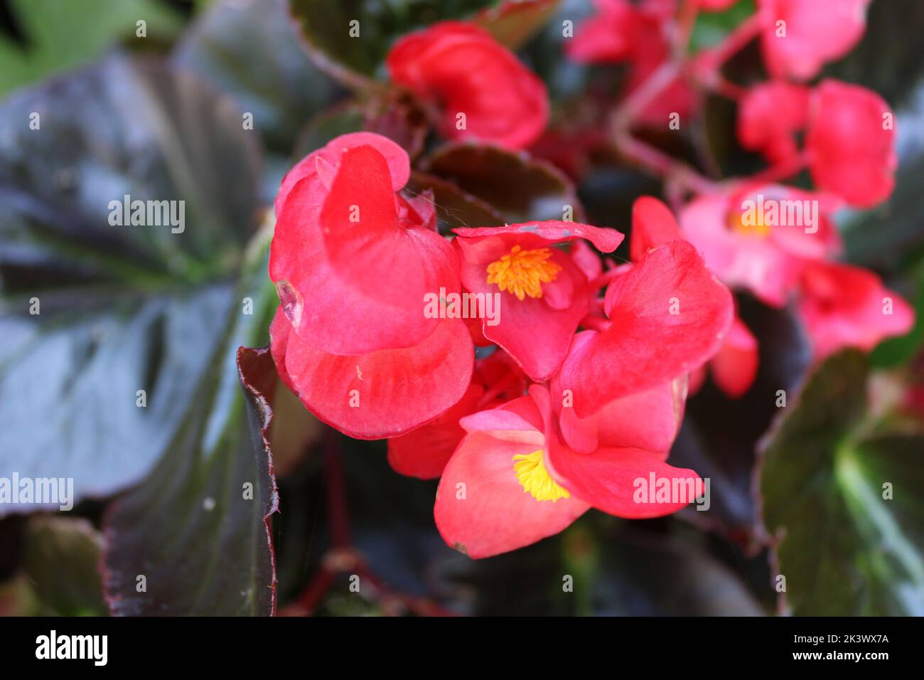 A selective focus of Begonia outdoors with leaves blurred background ...