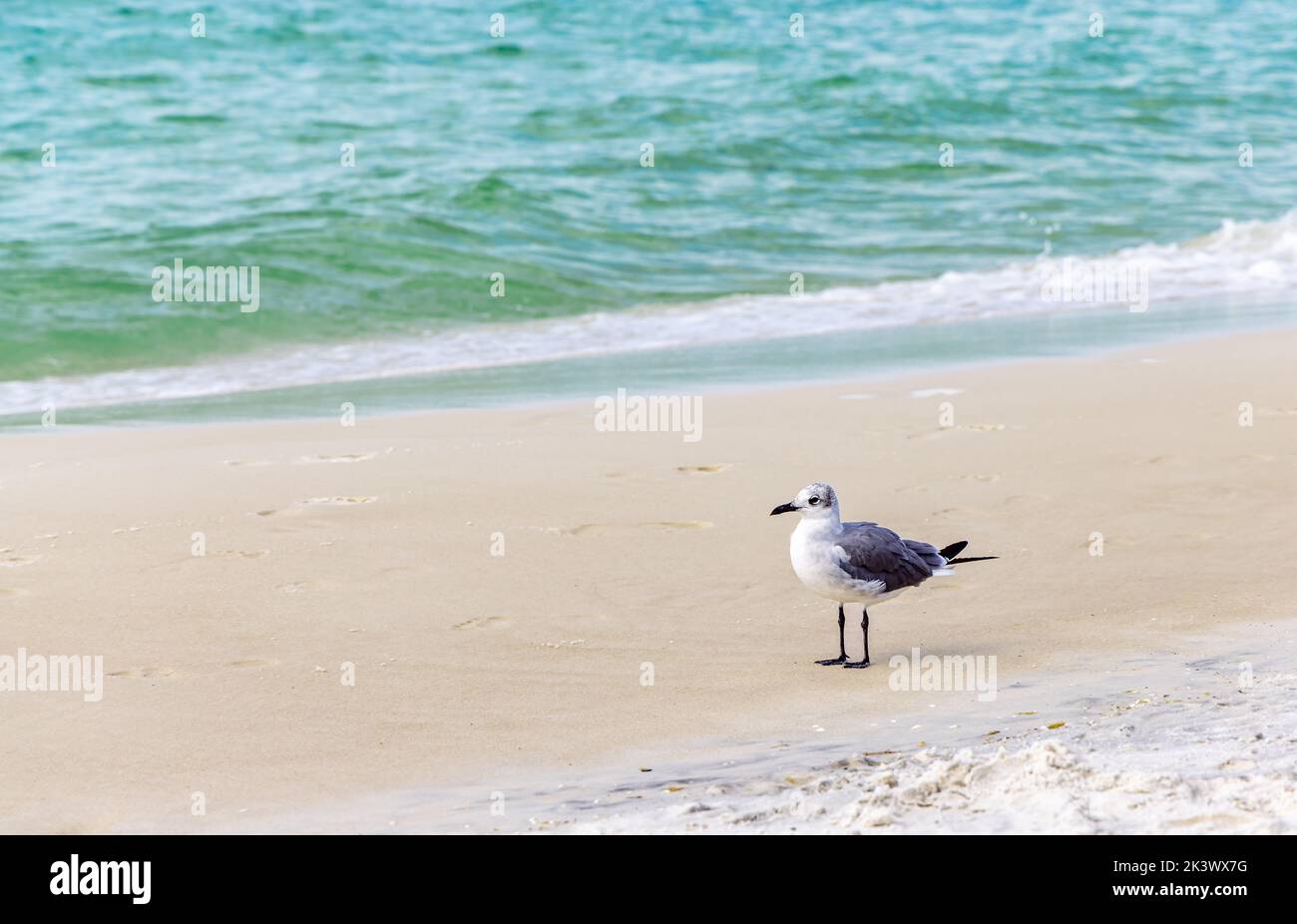 Seagull in sand on beach hi-res stock photography and images - Alamy