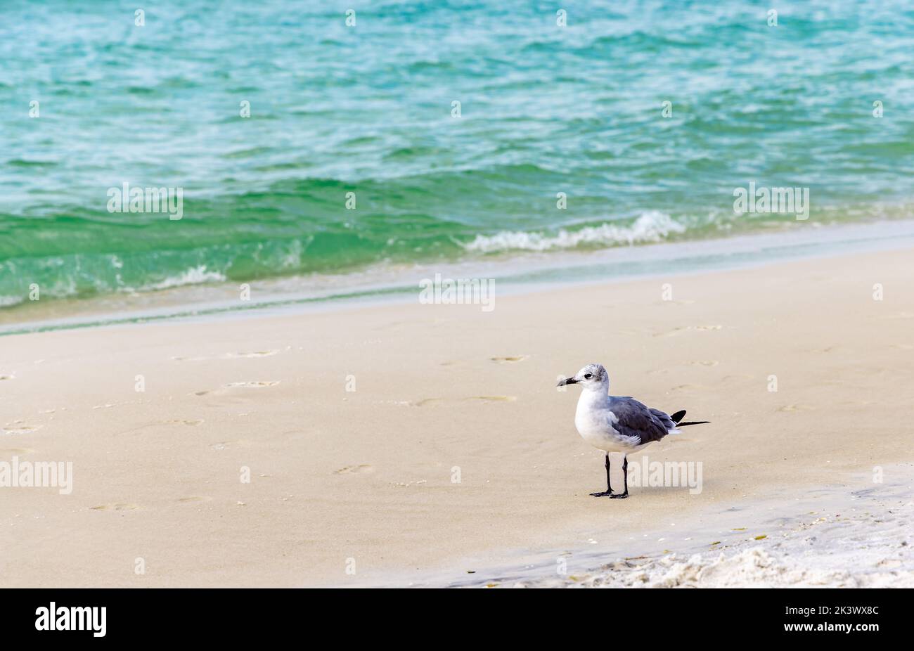 A seagull in on Santa Rosa Beach Stock Photo - Alamy