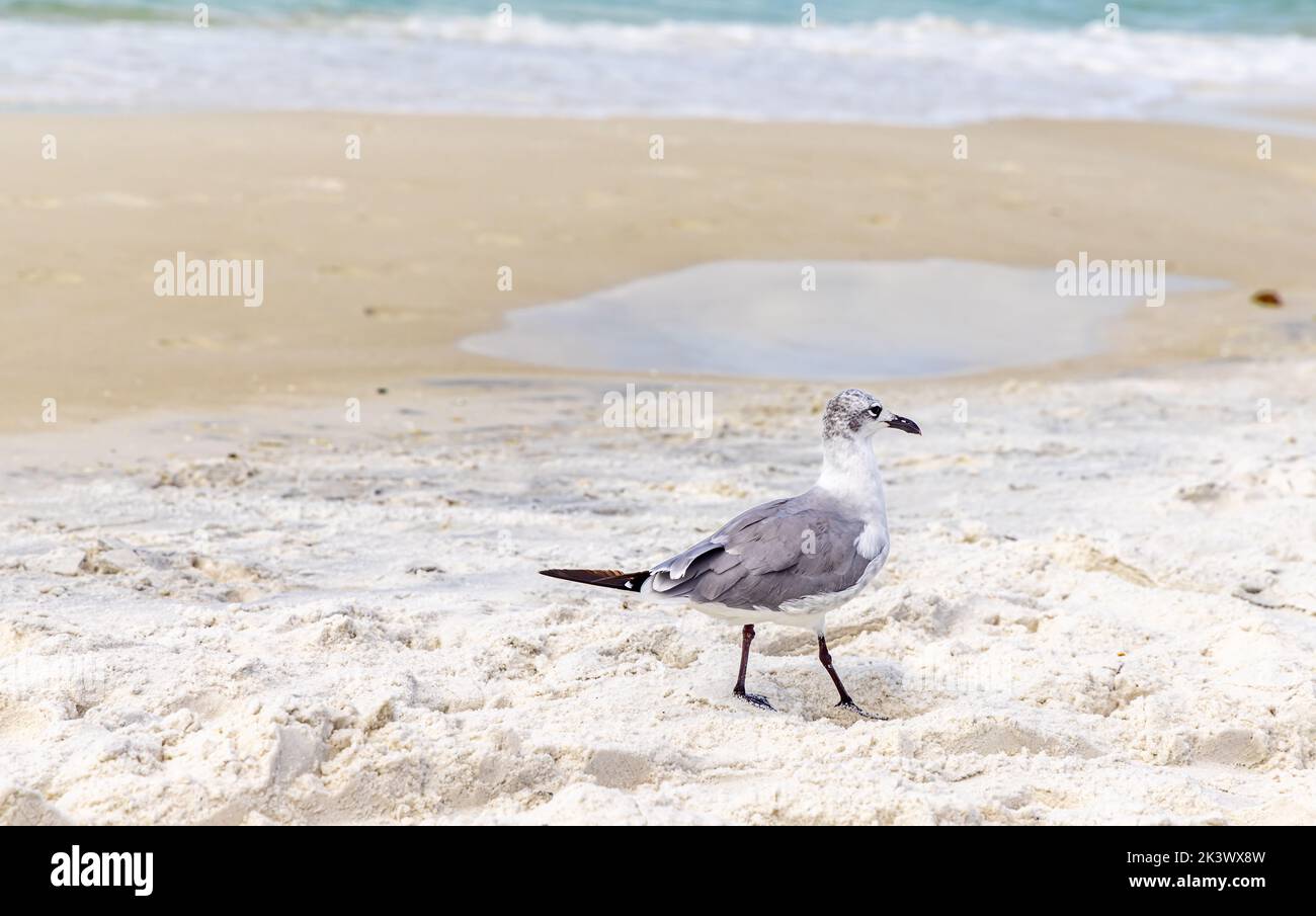 A seagull in on Santa Rosa Beach Stock Photo - Alamy