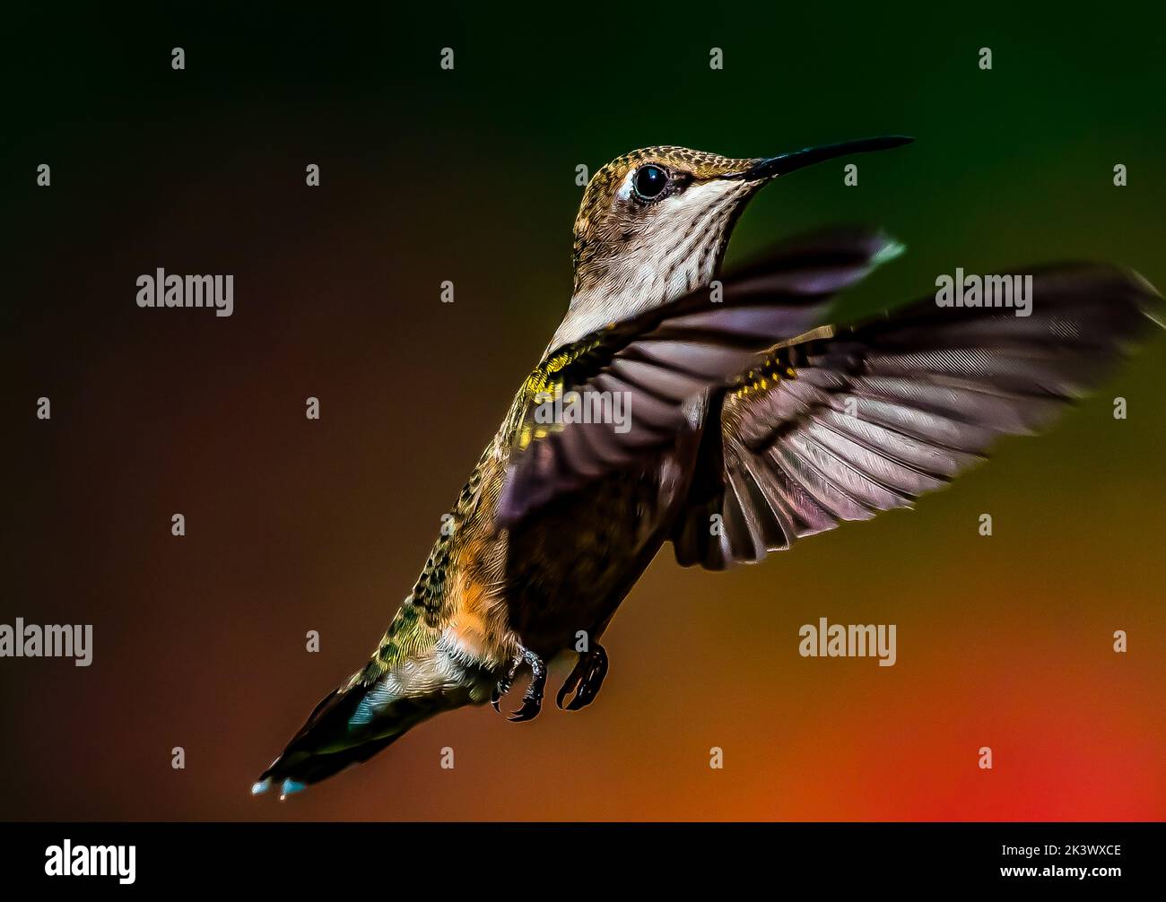 A selective side focus of a hummingbird flying on the blurred ...