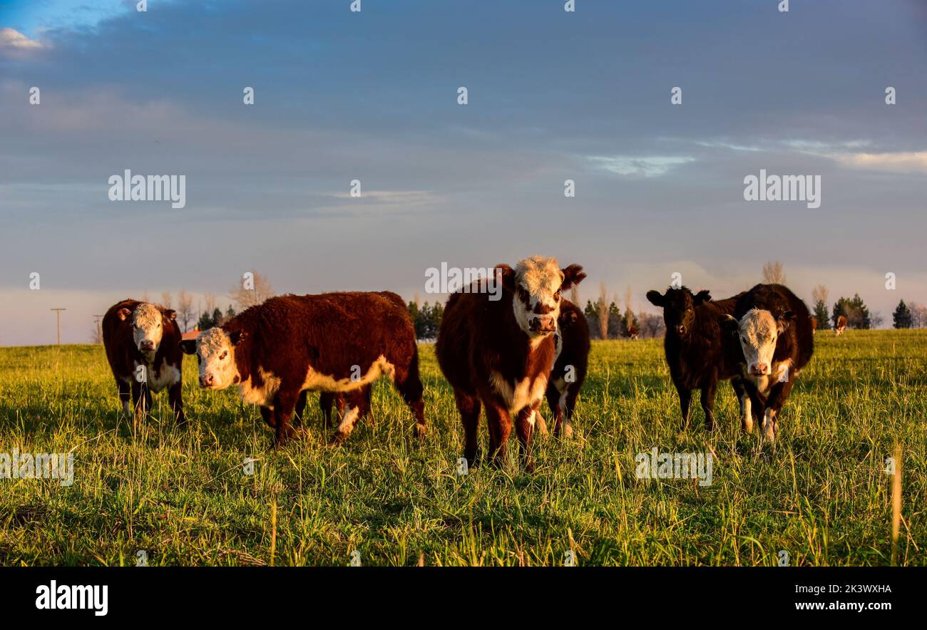 Animal feed milk hi-res stock photography and images - Alamy