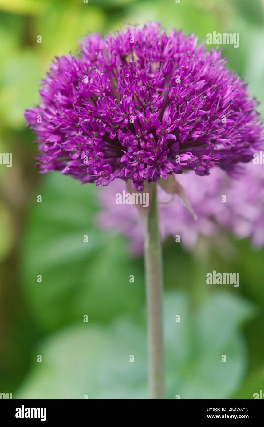 A Giant onion flower otherwise known as allium giganteum or ornamental ...