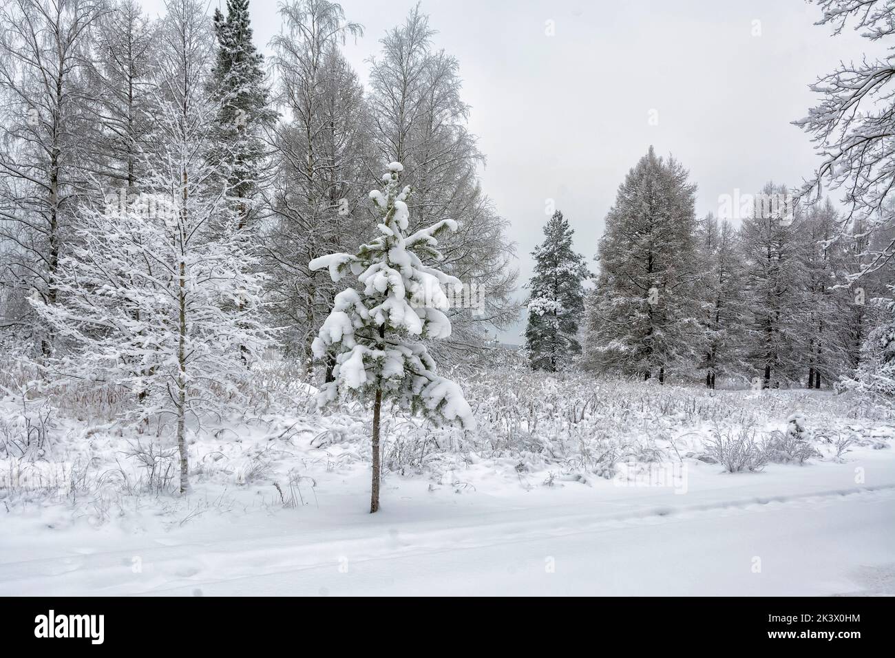Snowy mixed forest in the month of December on a cloudy day Stock Photo ...