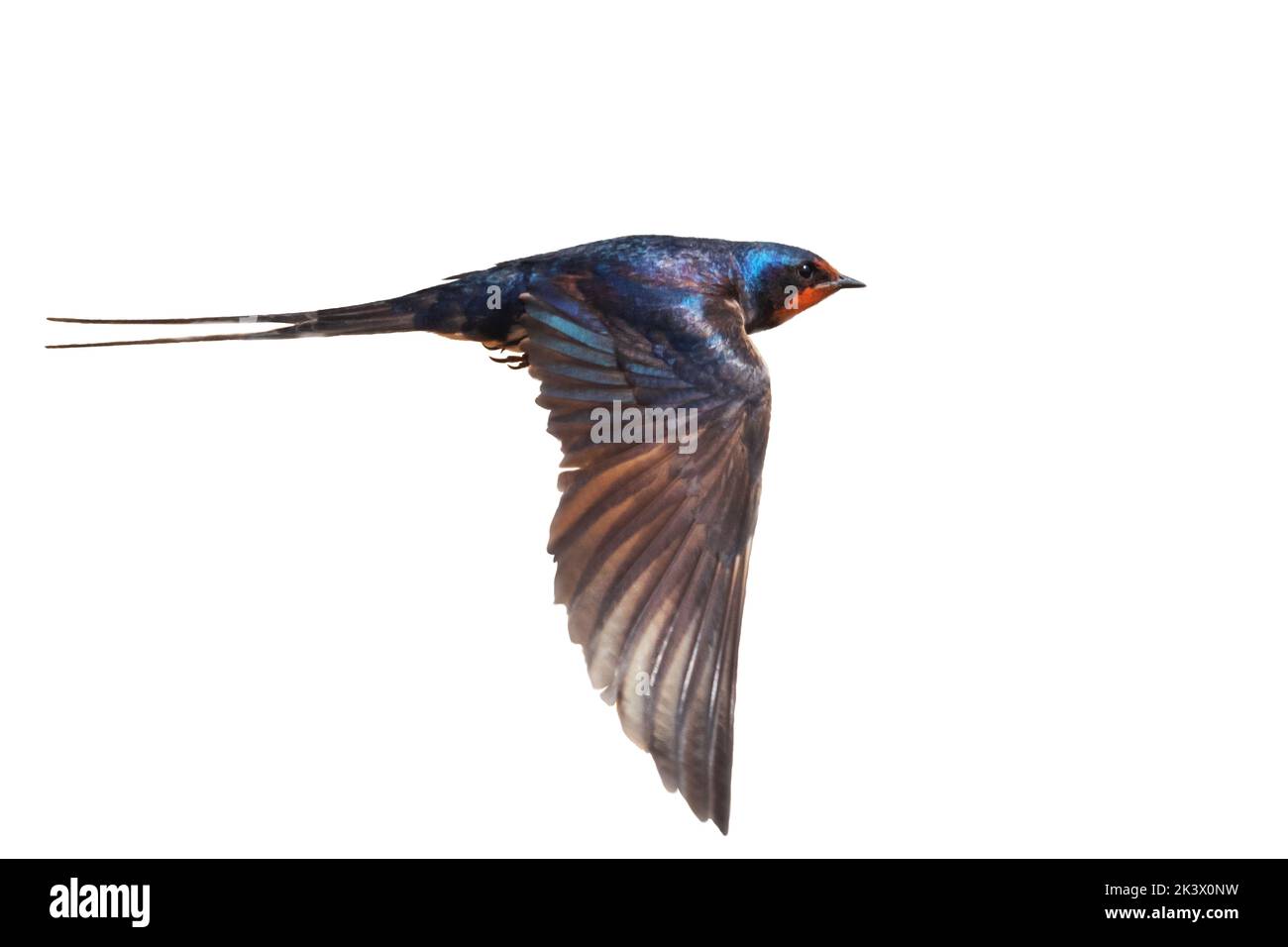 Barn swallow flight hi-res stock photography and images - Alamy