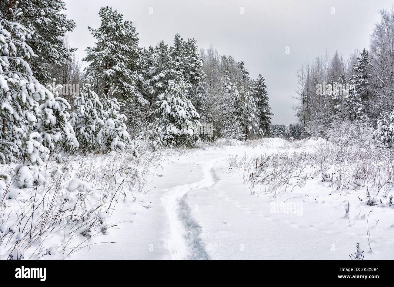 Snowy mixed forest in the month of December on a cloudy day Stock Photo ...