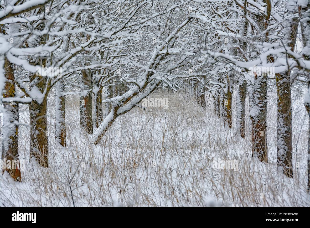 Snowy mixed forest in the month of December on a cloudy day Stock Photo ...