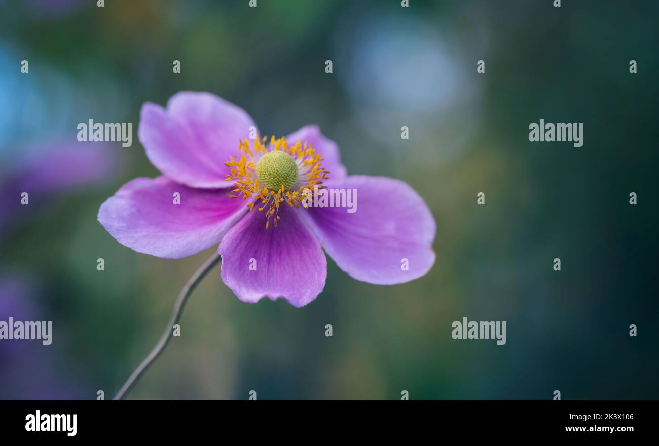 Pink Japanese Anemone flower macro on blurred natural background Stock ...