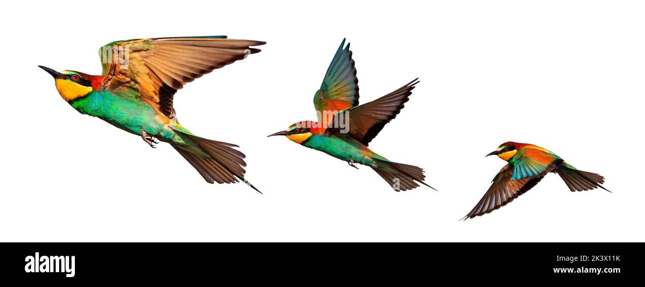 color birds in flight isolated on a white background Stock Photo - Alamy