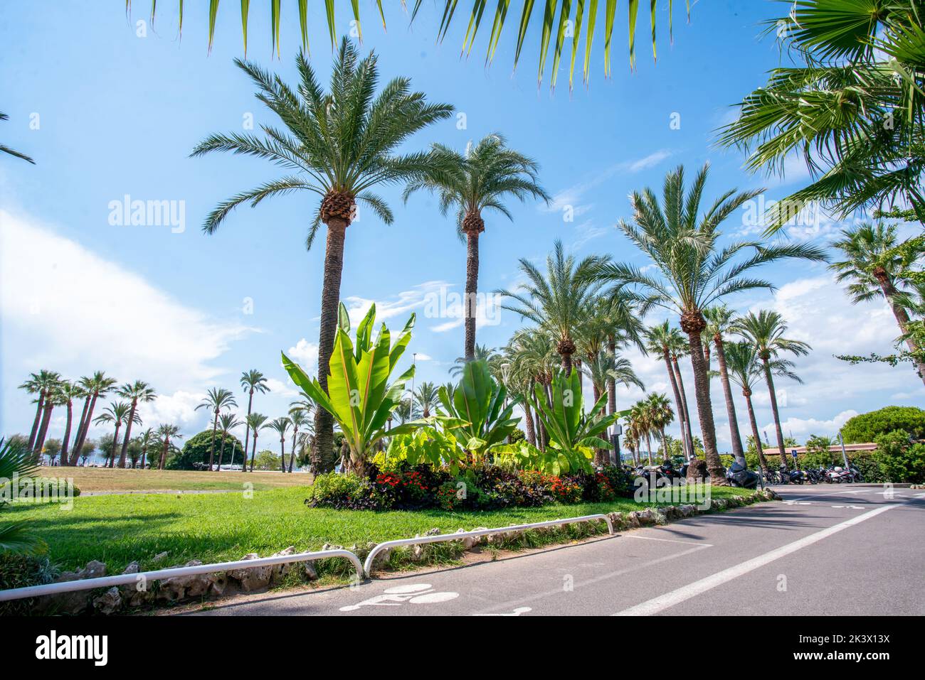 Amazing view on garden next to coast (beach) with palm tres and ...