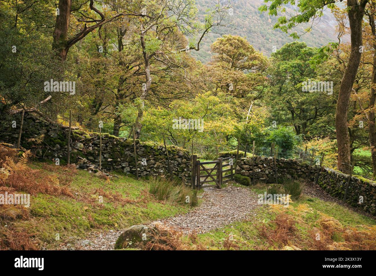 Path through Johnny Wood in Borrowdale, Lake District, UK Stock Photo ...