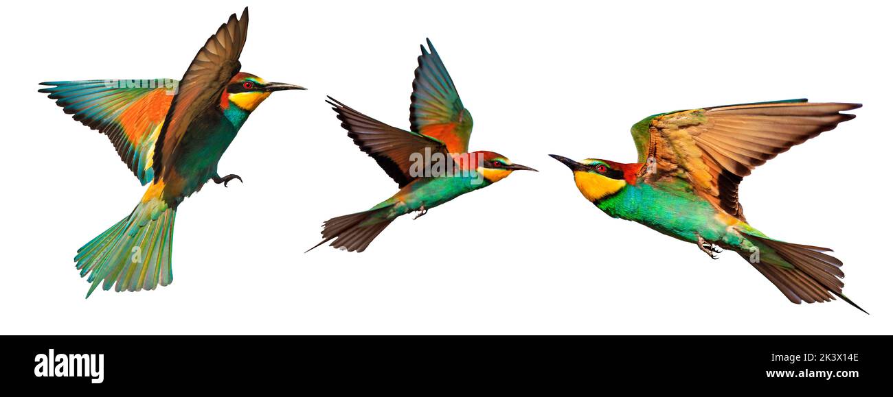set of color birds in flight isolated on a white Stock Photo - Alamy