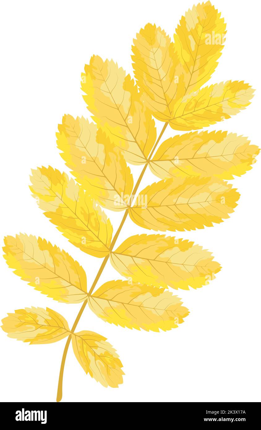 Autumn Rowan leaf. Leaf fall. Vector illustration Stock Vector Image ...