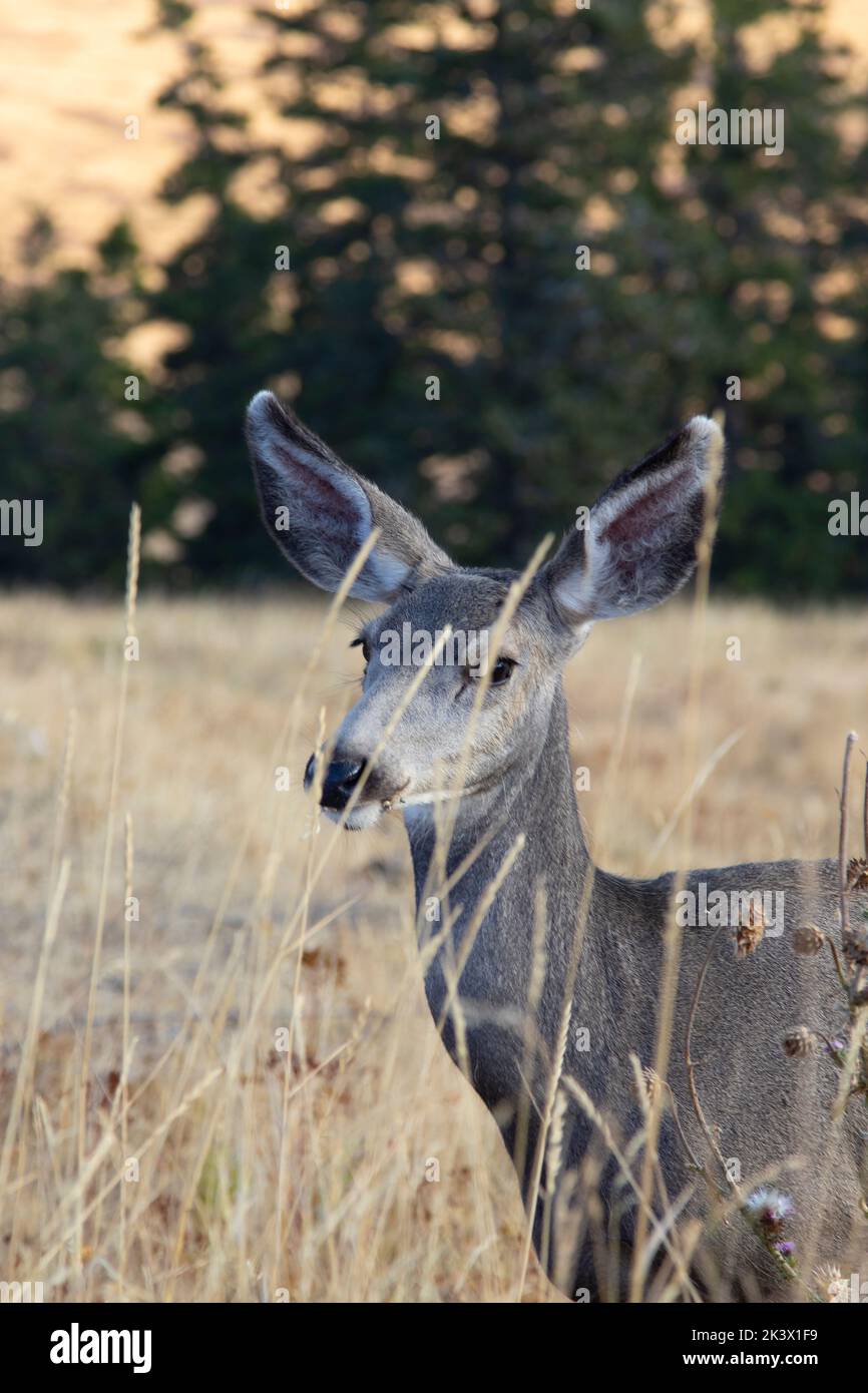 Mule Deer in the National Bison Range, Montana Stock Photo - Alamy