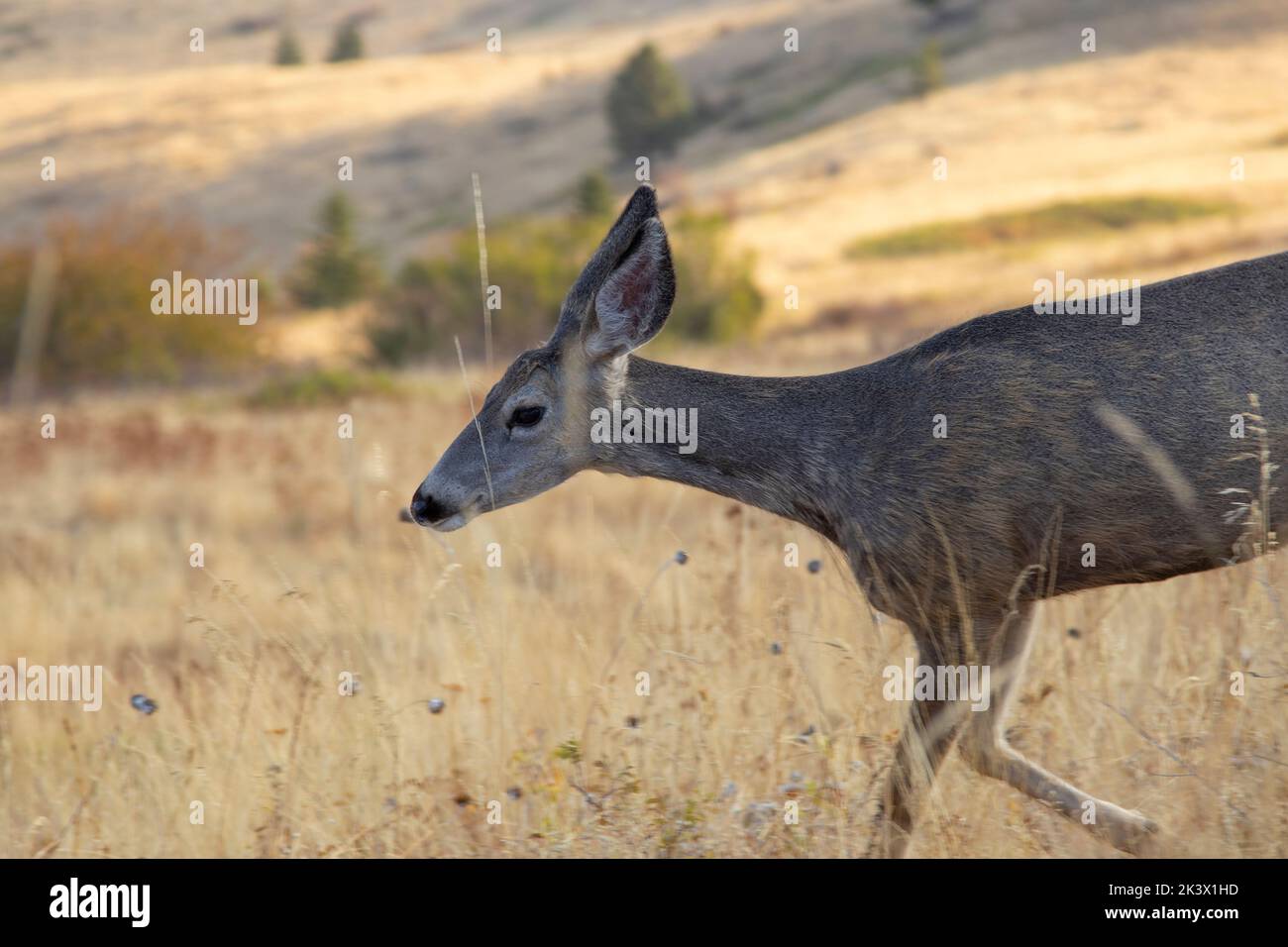 Mule Deer in the National Bison Range, Montana Stock Photo - Alamy