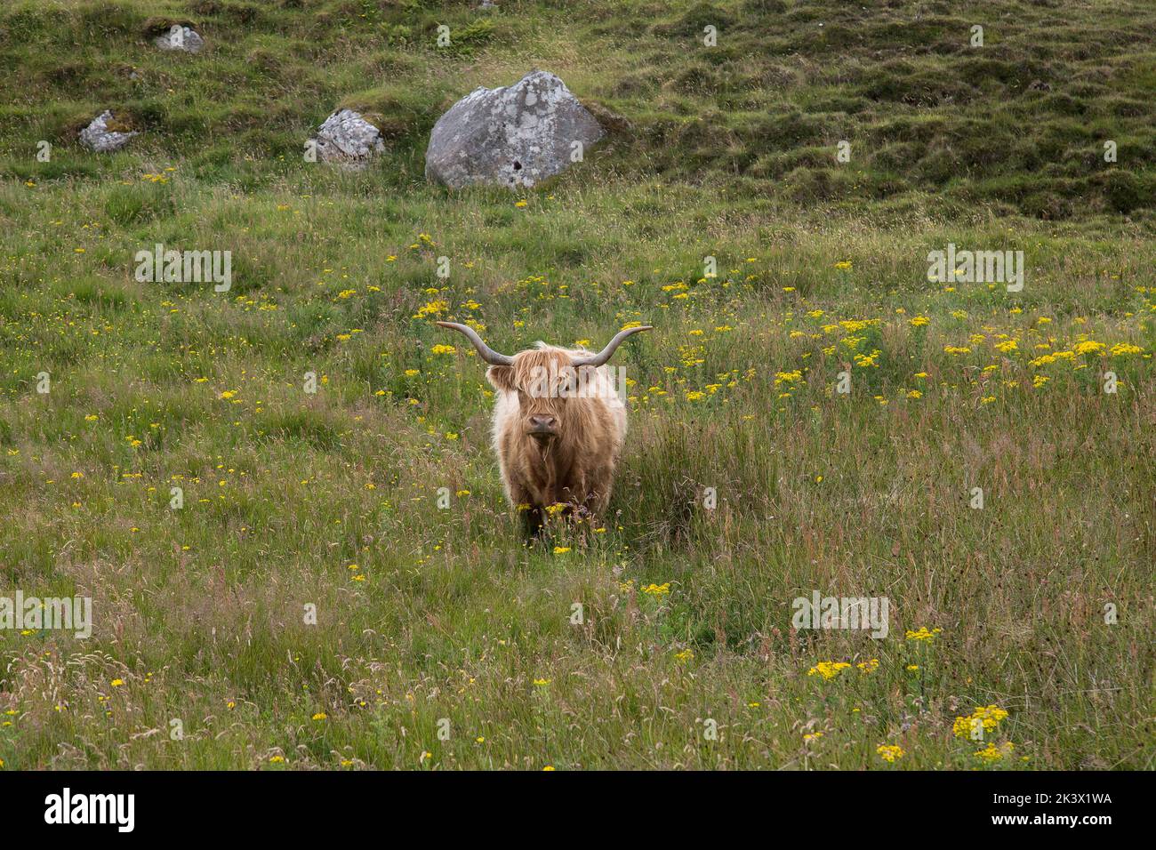 Highland Cattle on Machair, Uist, North Uist, Hebrides, Outer Hebrides ...