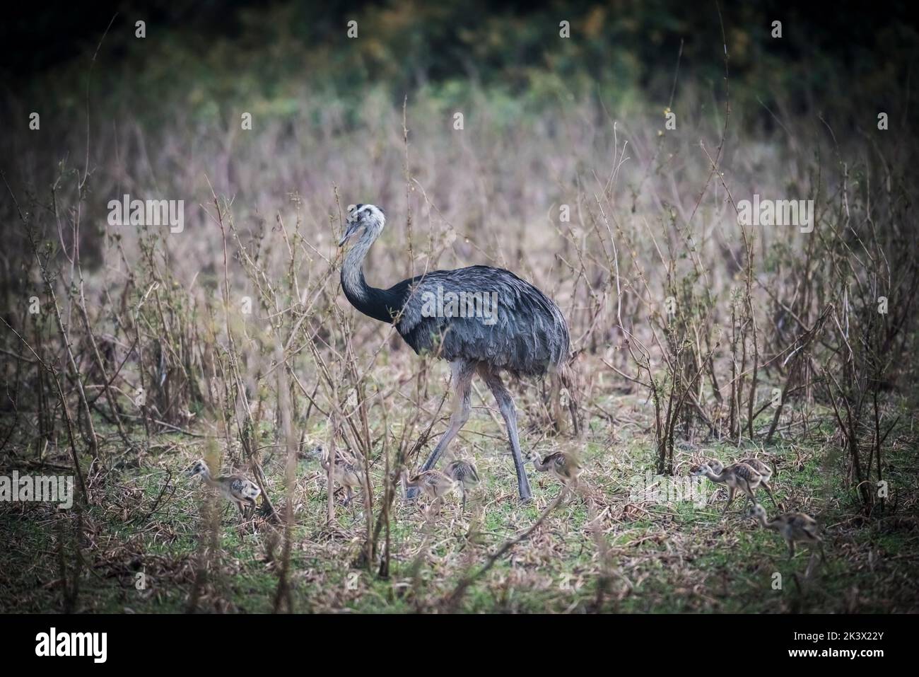 Greater Rhea with chicks, Rhea americana, Pantanal,Brazil Stock Photo - Alamy