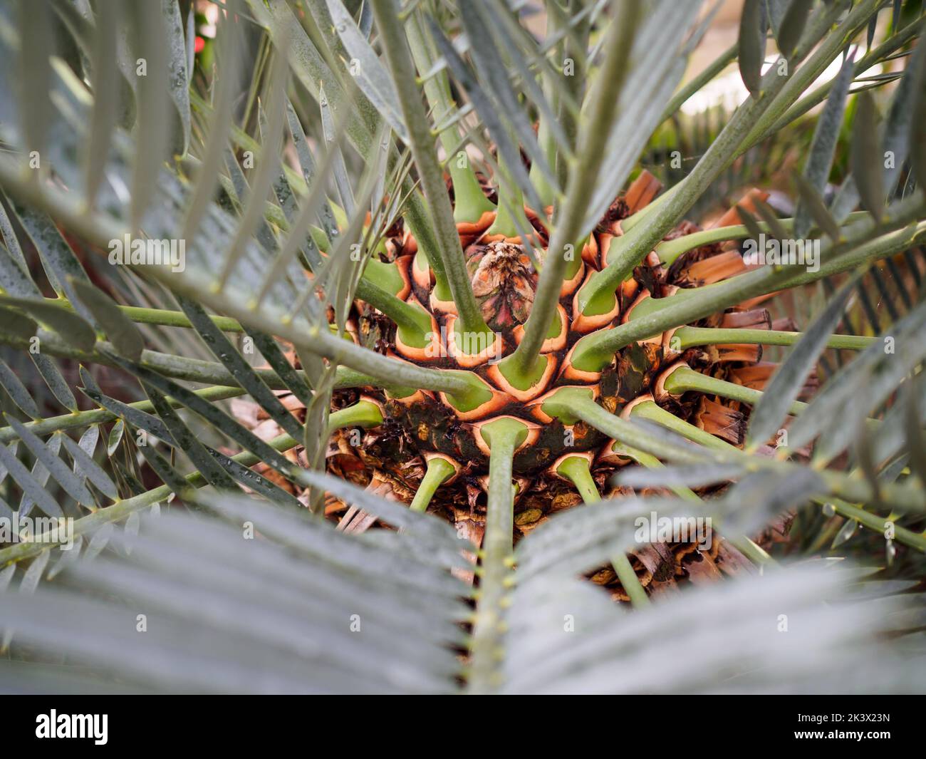 A close up of the centtral growth area of a low growing cycad makes an ...