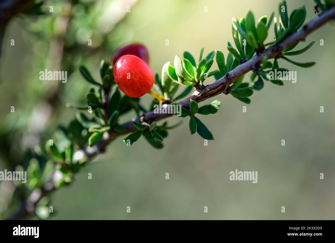 Wild fruits in Calden Forest environement, Piquillin, Condalia ...