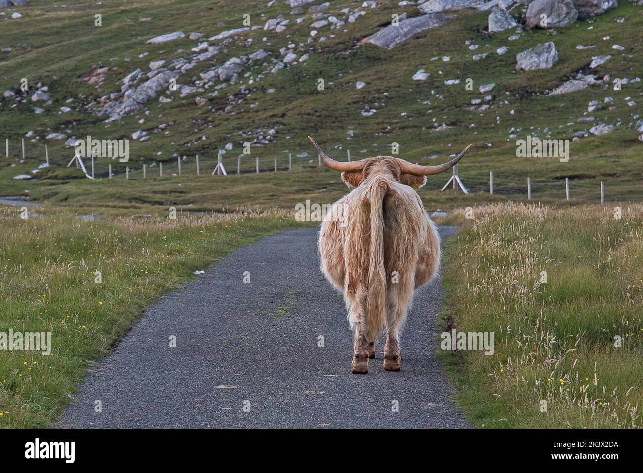 Highland Cattle walking on a Single Track Road, Lewis, Isle of Lewis ...