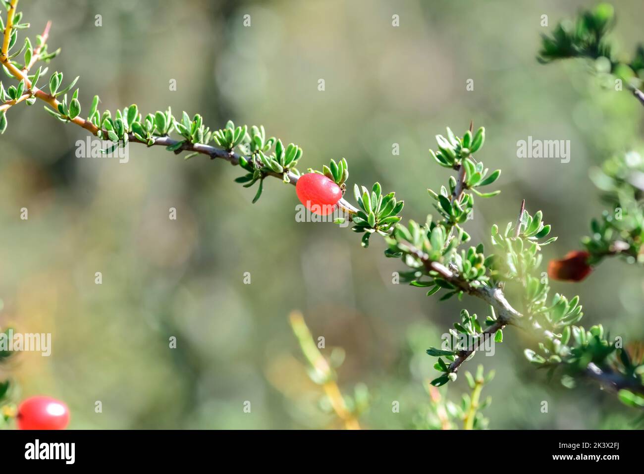 Wild fruits in Calden Forest environement, Piquillin, Condalia ...